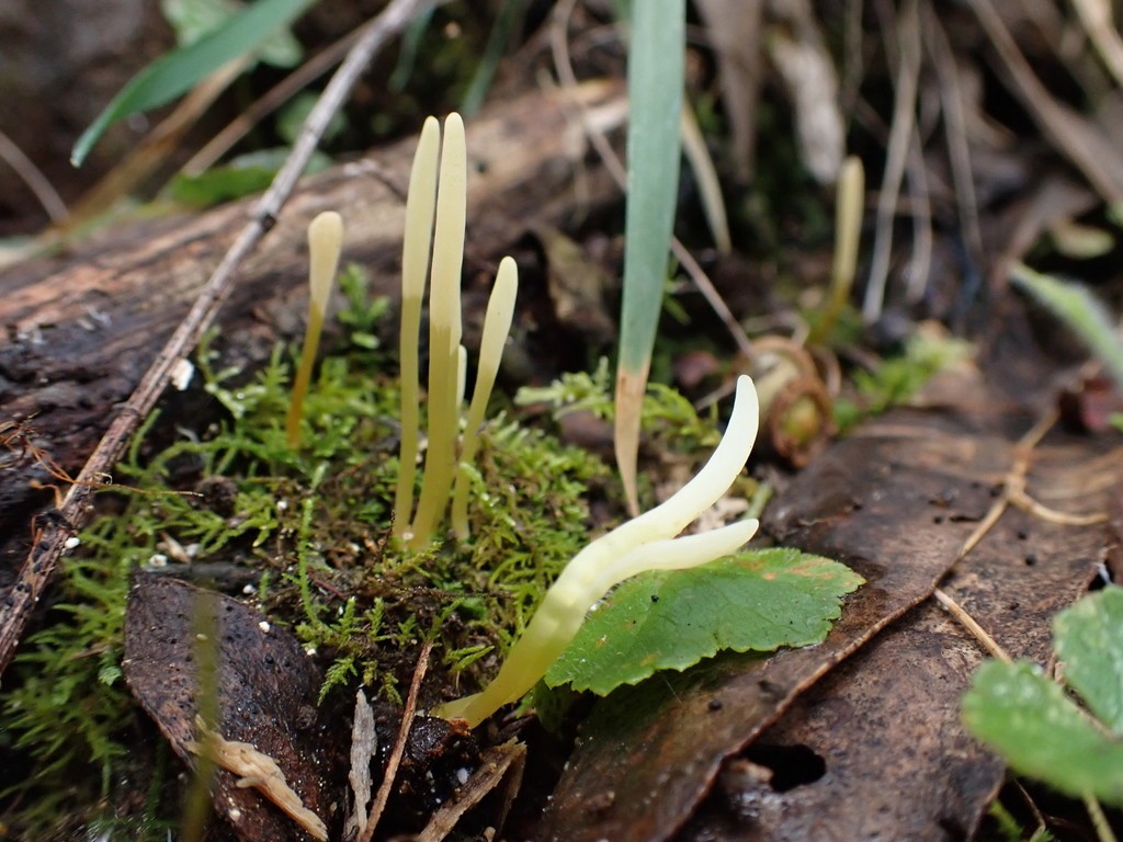 Clavaria tenuipes (Clavaria tenuipes) - Picture Mushroom