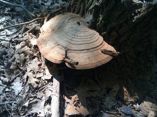 Artist's conk How to identify it? - Picture Mushroom