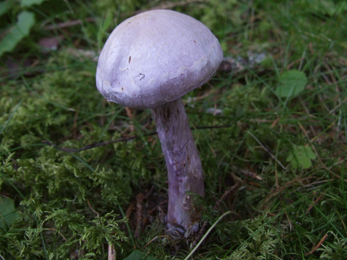 Cortinarius agathosmus (Cortinarius agathosmus) - Picture Mushroom