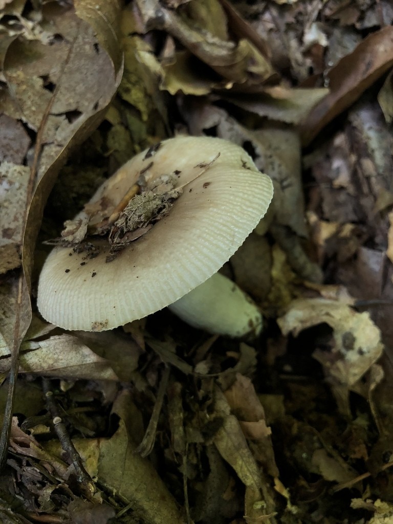 Сыроежка гребенчато-ребристая (Russula pectinatoides) - Picture Mushroom