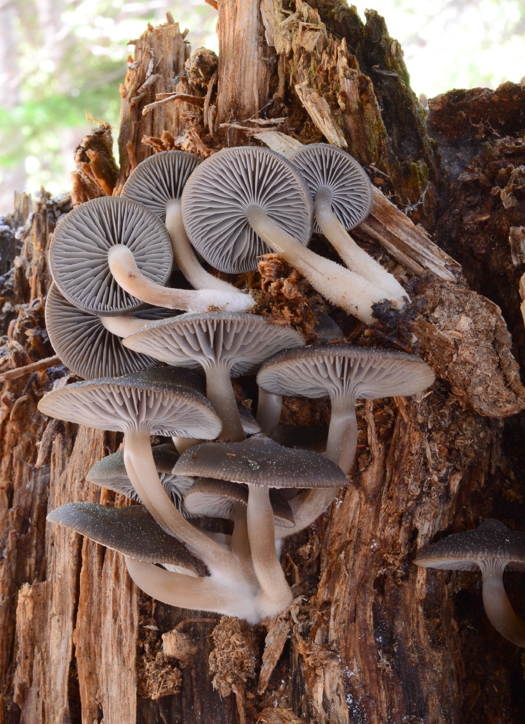 Mycena overholtsii (Mycena overholtsii) - Picture Mushroom