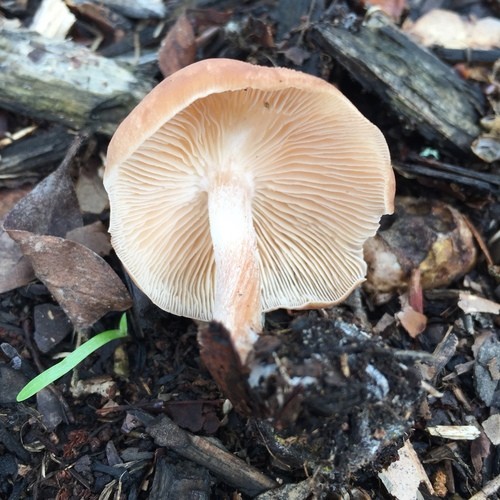 Luxury caps How to identify it? - Picture Mushroom