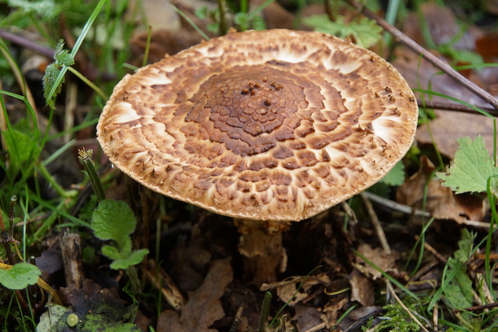 Echinoderma (Echinoderma) - Picture Mushroom