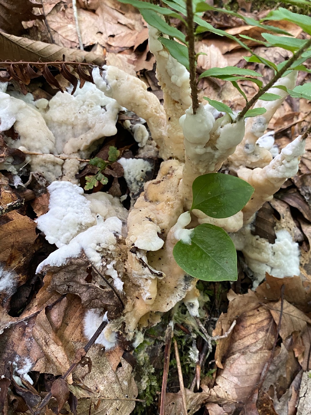 Sebacina (Sebacina) - Picture Mushroom
