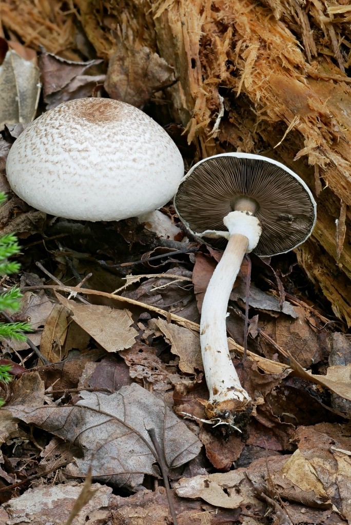 Agaricus vinosobrunneofumidus (Agaricus vinosobrunneofumidus) - Picture ...