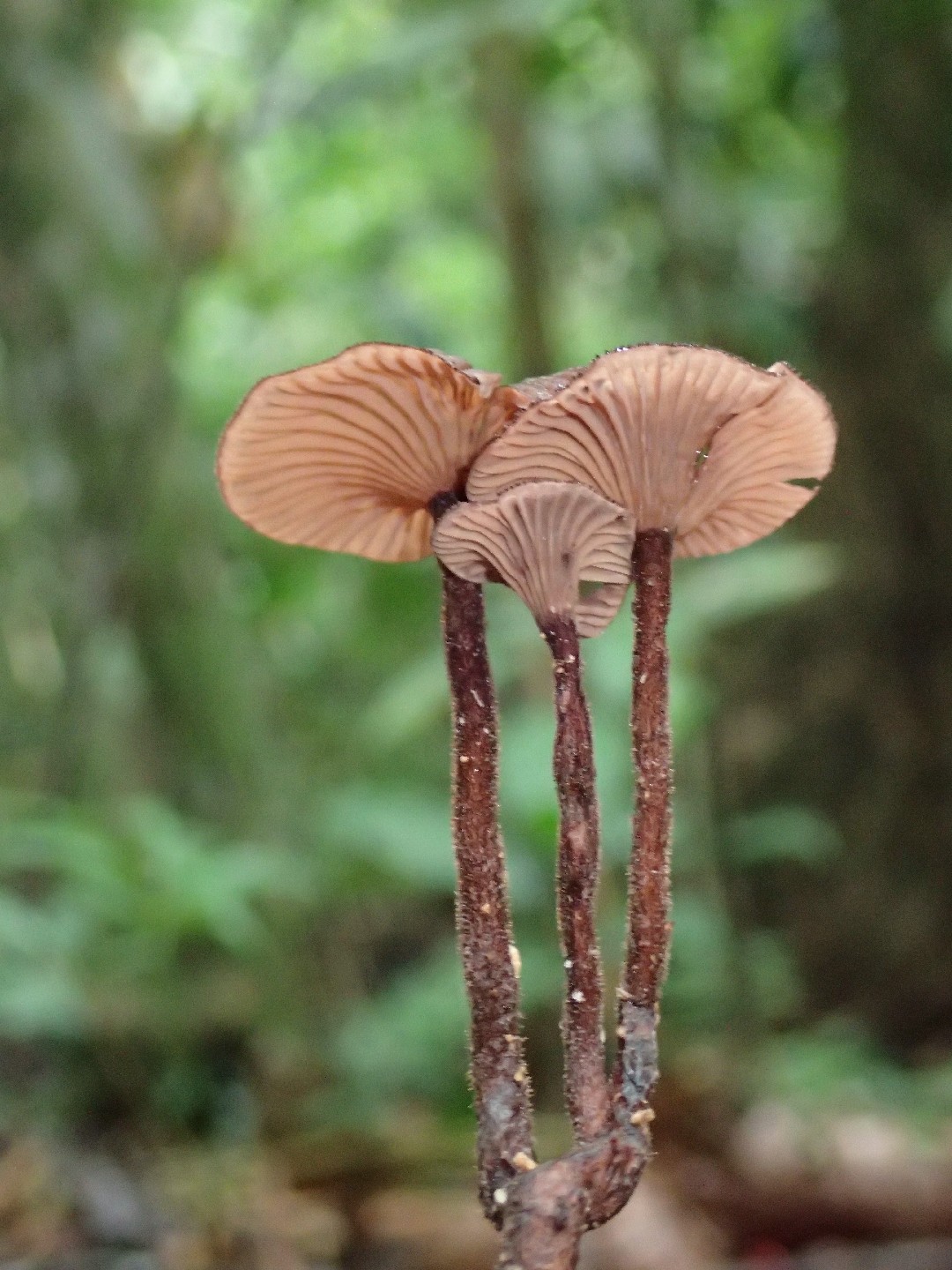 Panus similis (Panus similis) - Picture Mushroom