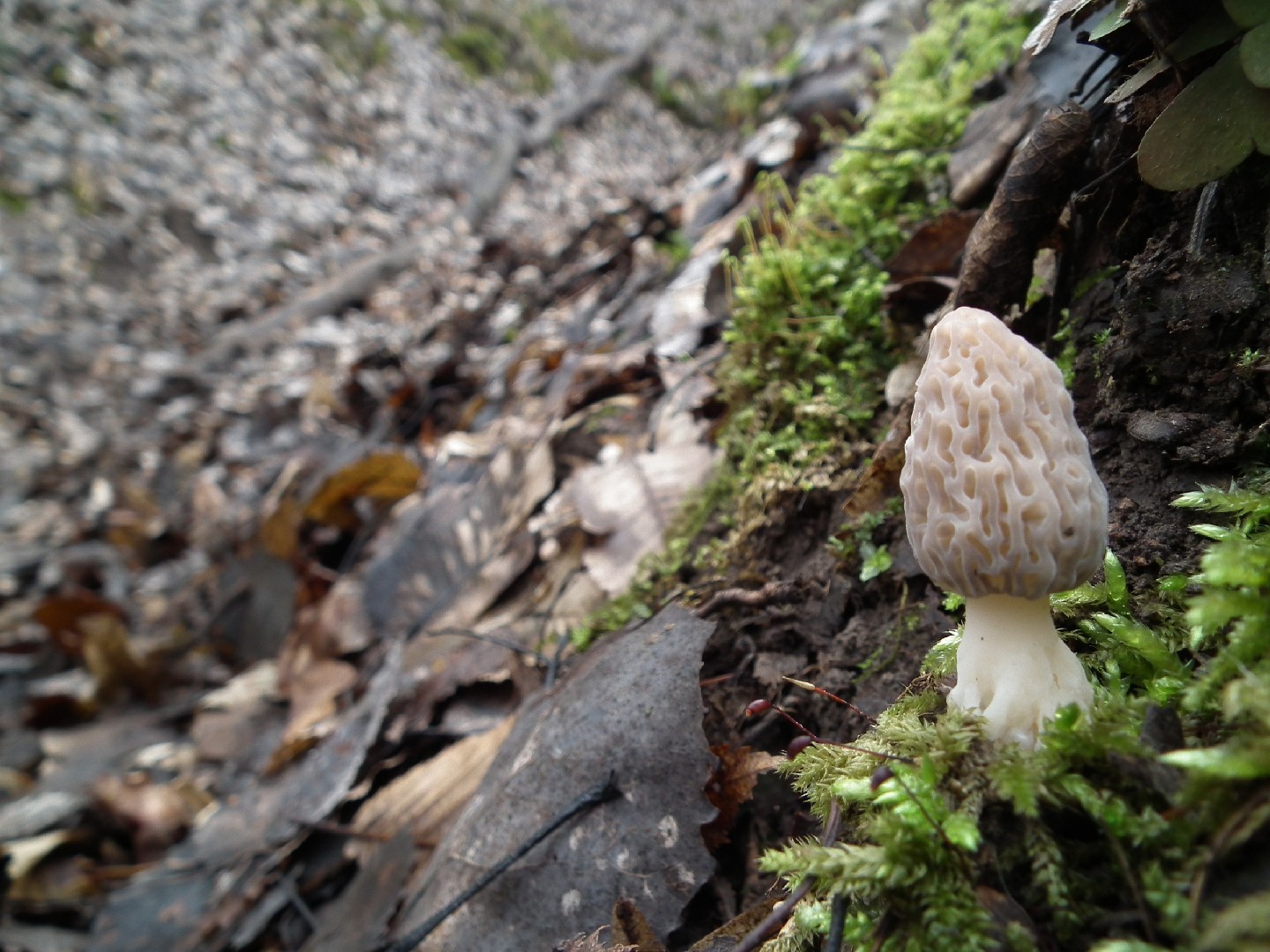 Morchella deliciosa (Morchella deliciosa) - Picture Mushroom