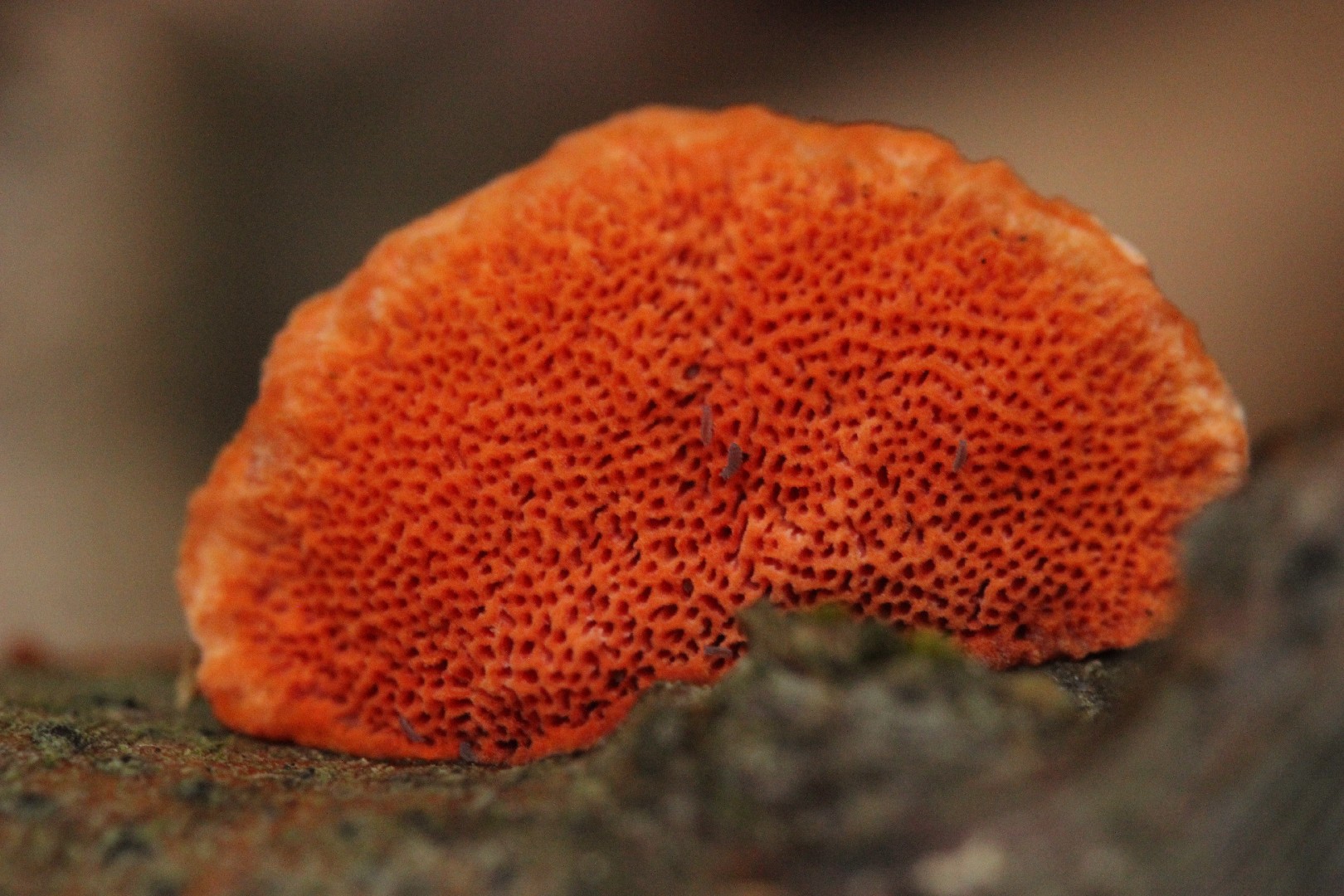 Yesquero bermellón ¿Cómo identificarlo? - Picture Mushroom