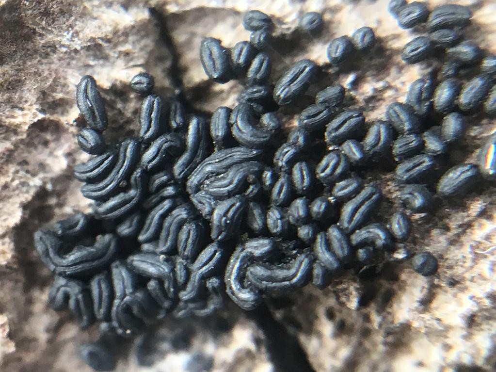 Hysterium (Hysterium) - Picture Mushroom