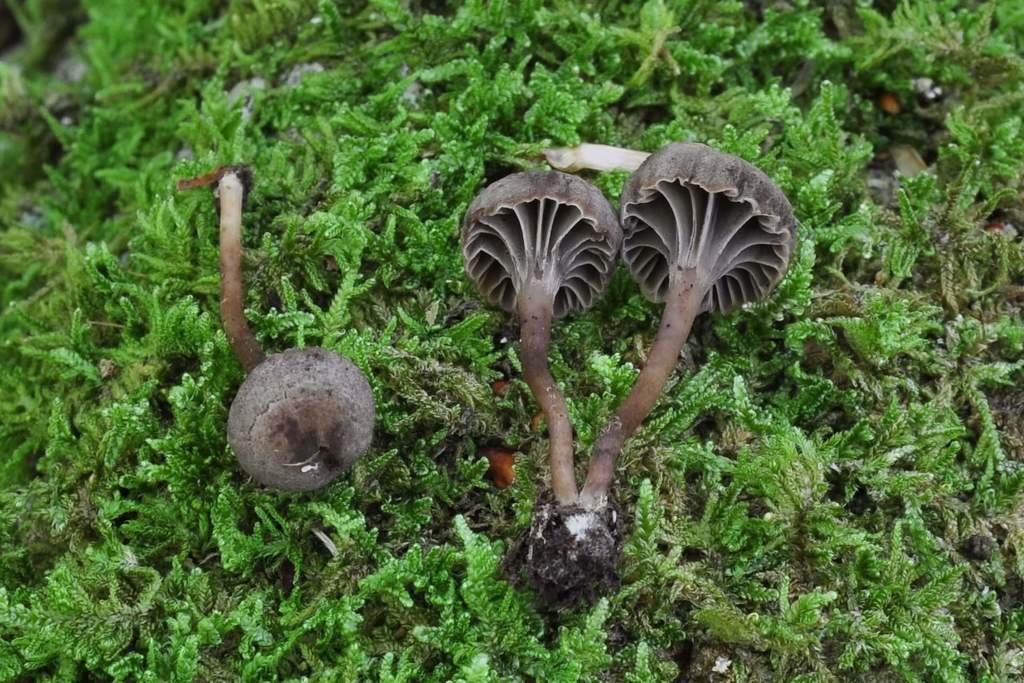 Hodophilus hymenocephalus (Hodophilus hymenocephalus) - Picture Mushroom