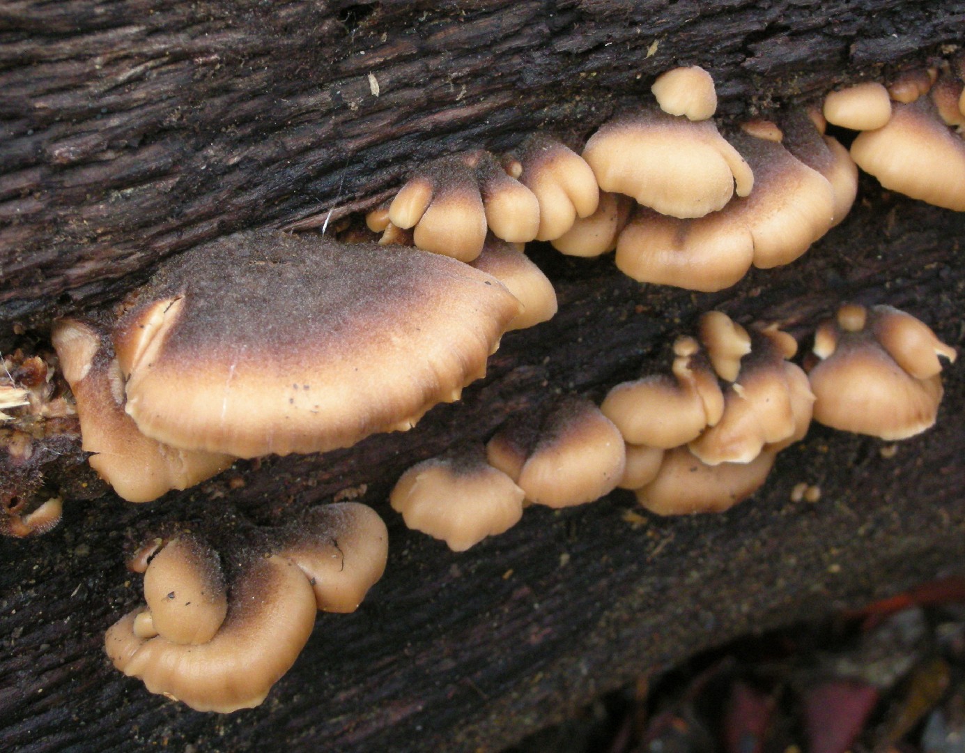 Lentinellus (Lentinellus) - Picture Mushroom