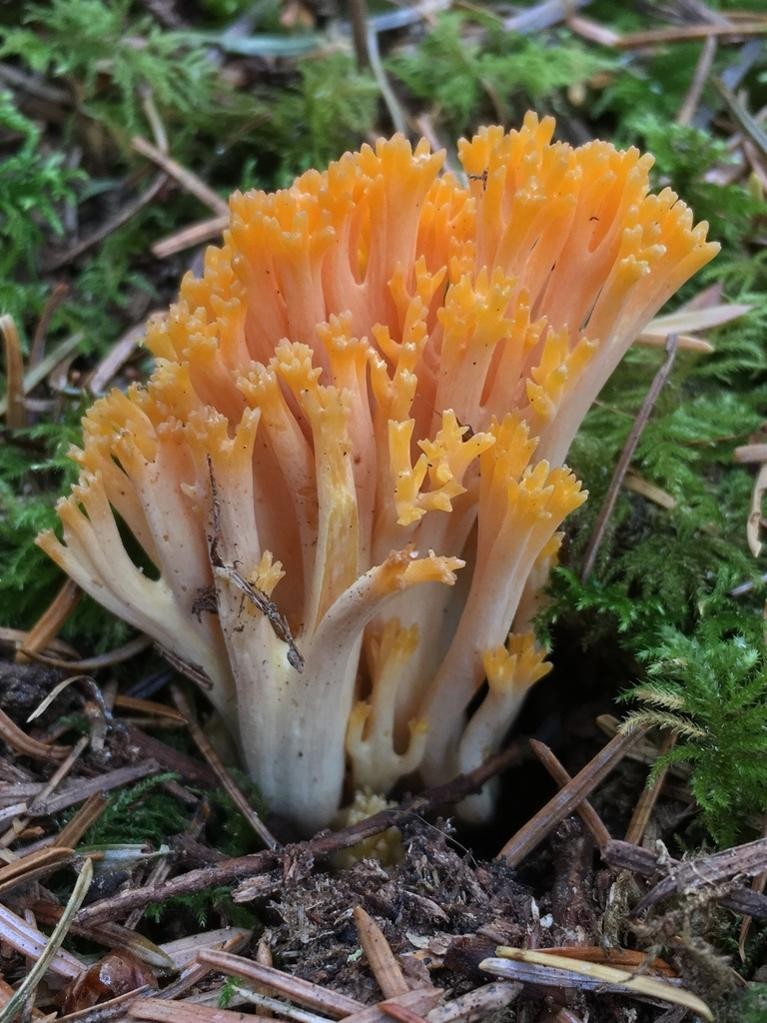 ホウキタケ属 (Ramaria) - Picture Mushroom