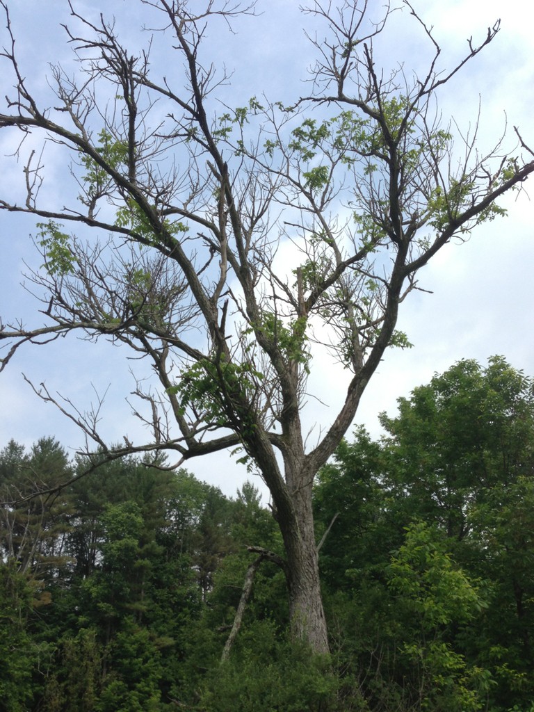 Ophiognomonia (Ophiognomonia) - Picture Mushroom