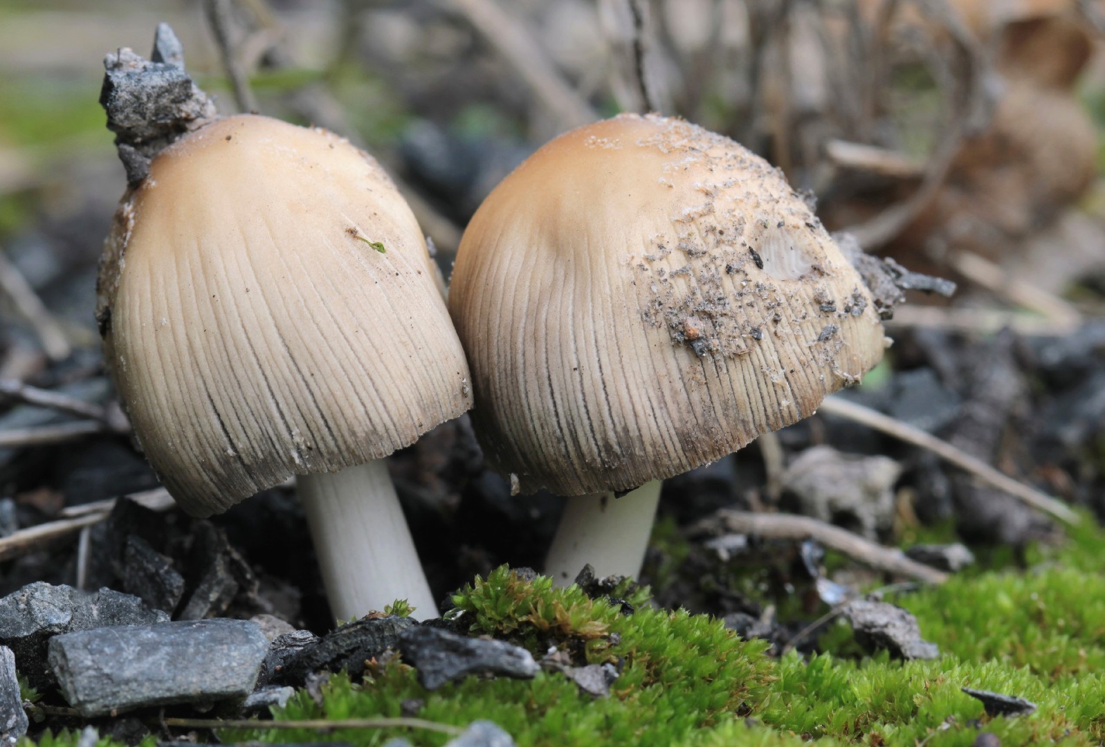 Coprinopsis (Coprinopsis) - Picture Mushroom