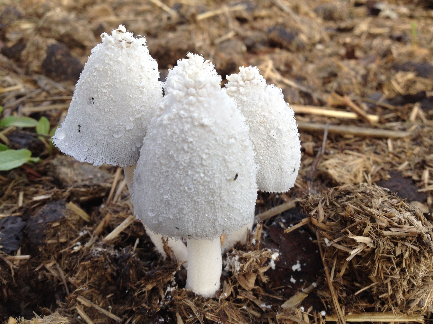 Coprinopsis (Coprinopsis) - Picture Mushroom