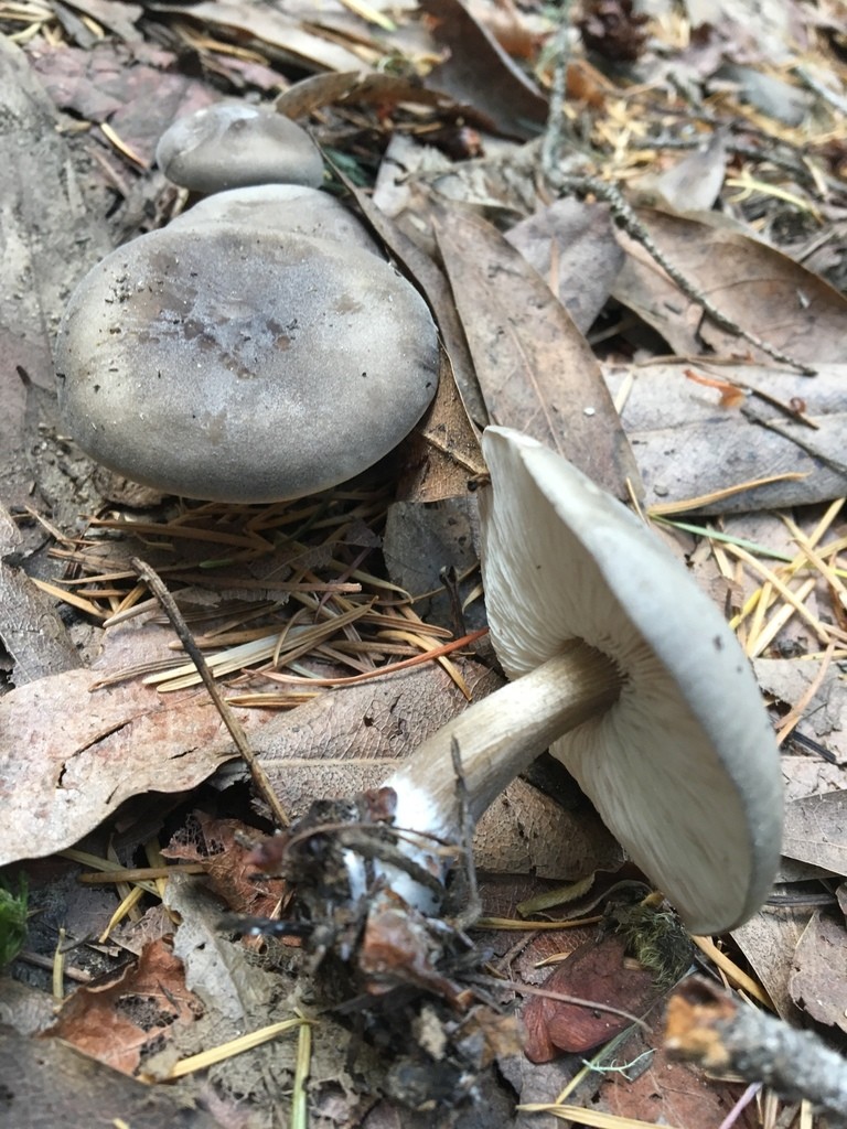 Melanoleuca (Melanoleuca) - Picture Mushroom