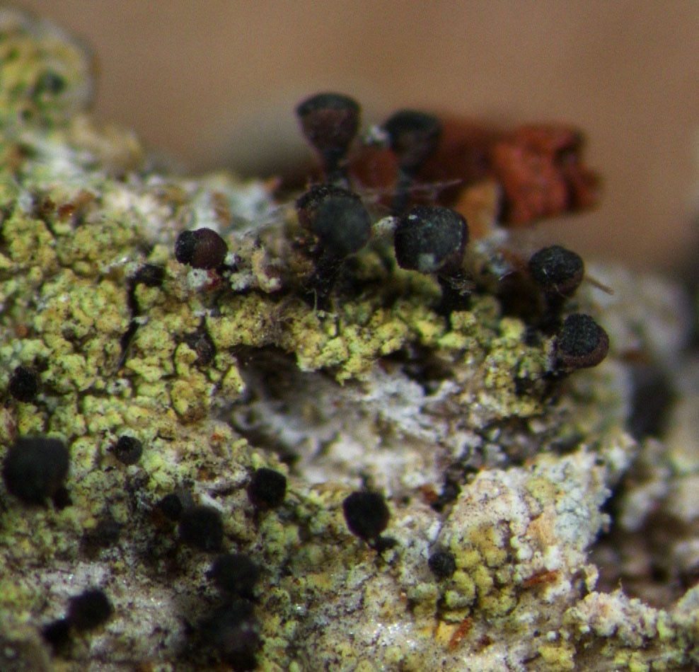 Calicium (Calicium) - Picture Mushroom