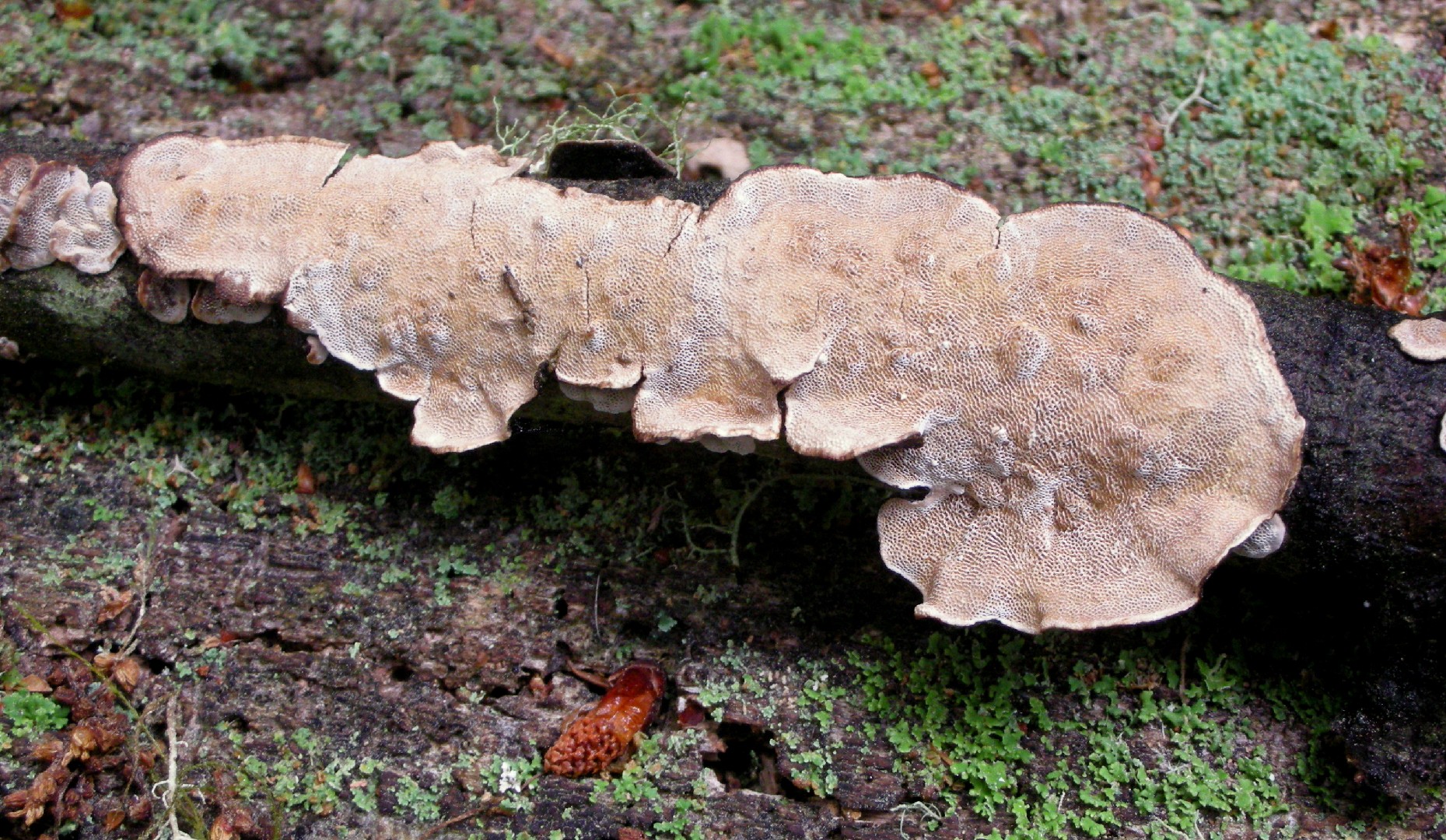 Cerioporus stereoides (Cerioporus stereoides) - Picture Mushroom