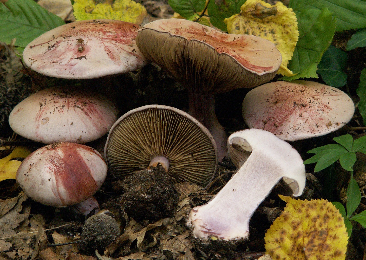 Cortinarius rufo-olivaceus (Cortinarius rufo-olivaceus) - Picture Mushroom