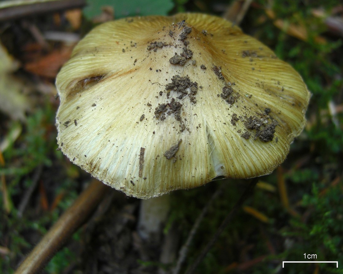 Picture Mushroom - (Inocybe sororia) Inocybe sororia