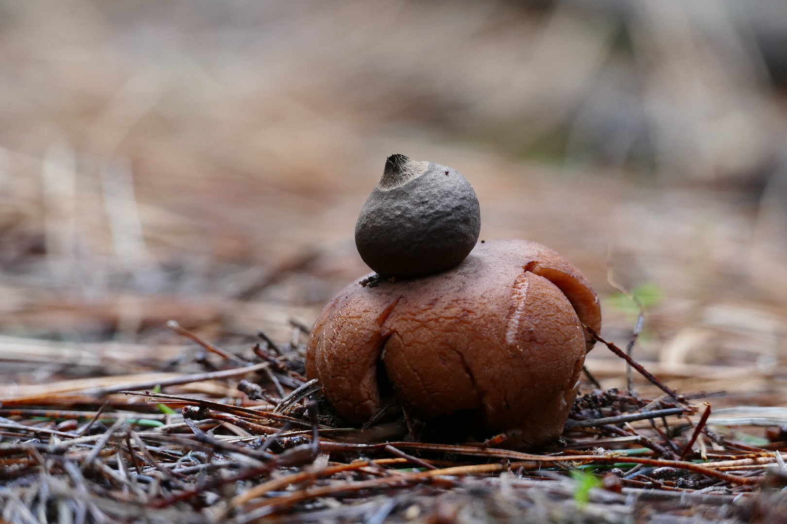 Geastrum schmidelii (Geastrum schmidelii) - Picture Mushroom