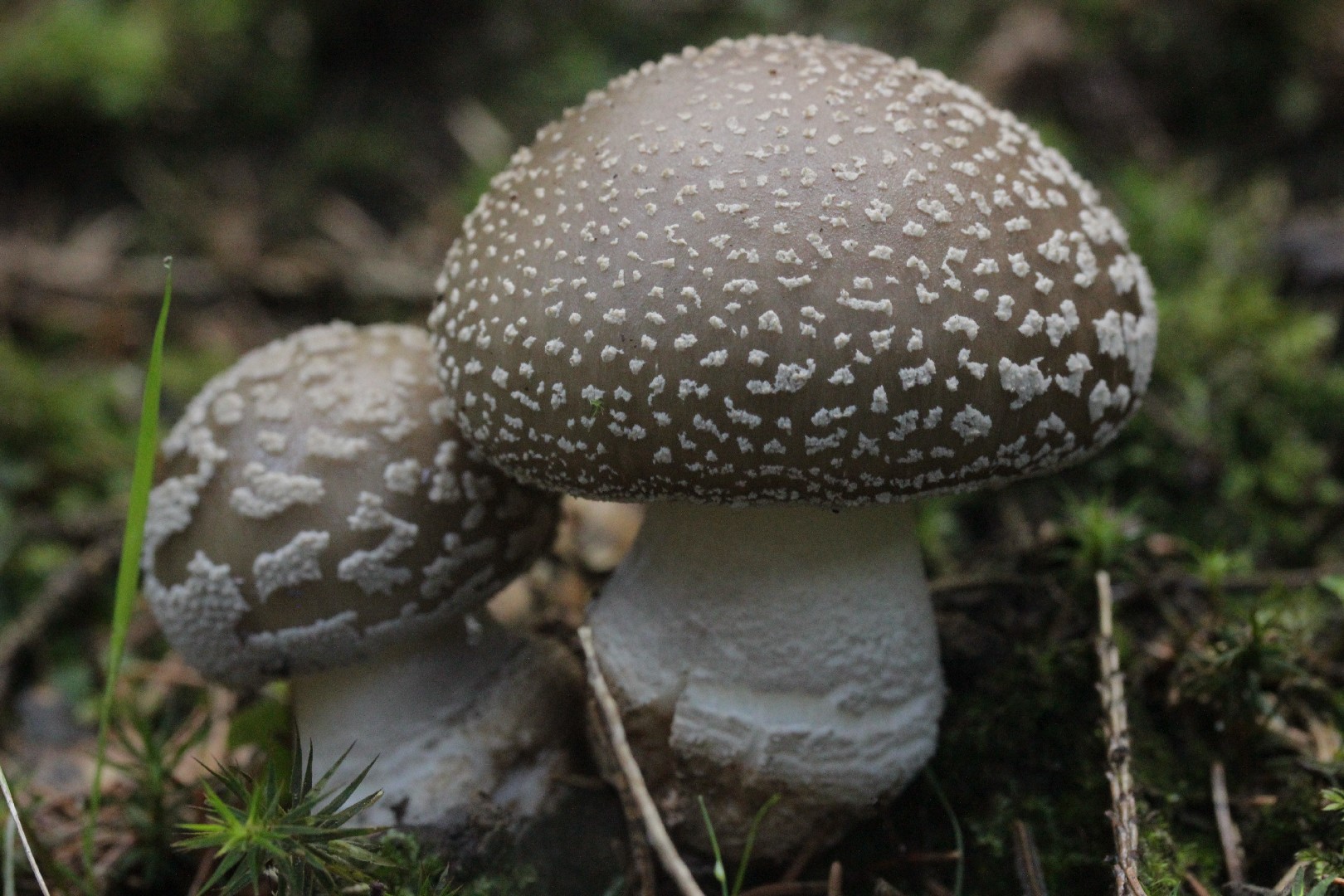 Amanite épaisse (Amanita excelsa) - Picture Mushroom