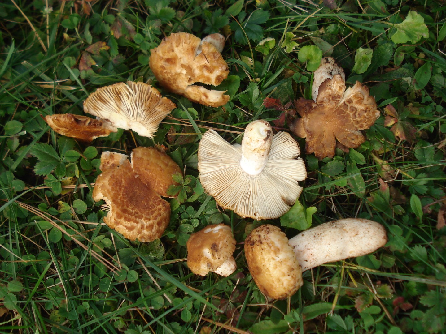 Russula granulata (Russula granulata) - Picture Mushroom