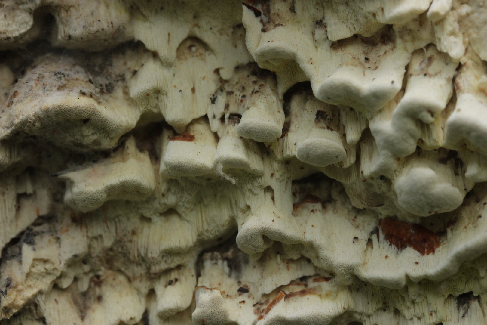 Antrodia xantha (Antrodia xantha) - Picture Mushroom