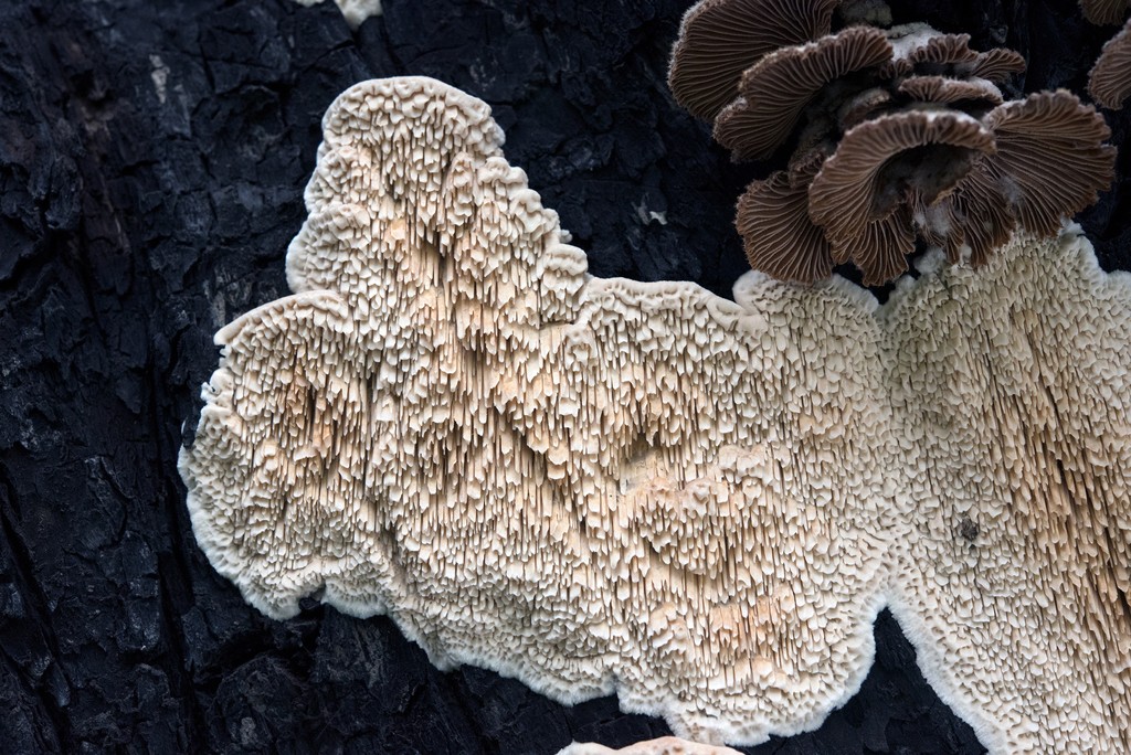 Schizopora (Schizopora) - Picture Mushroom