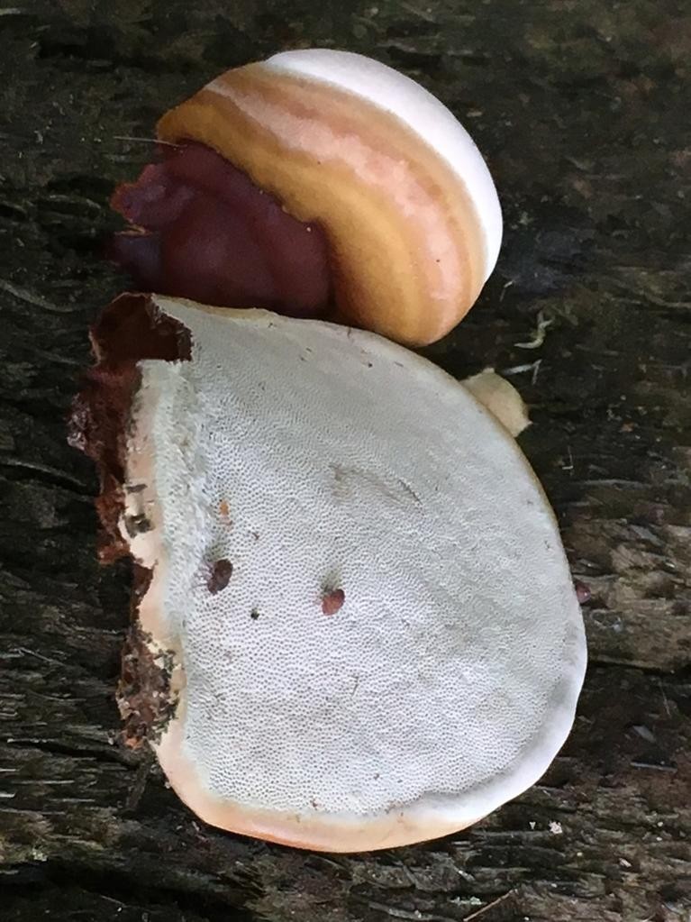 Ganoderma zonatum (Ganoderma zonatum) - Picture Mushroom