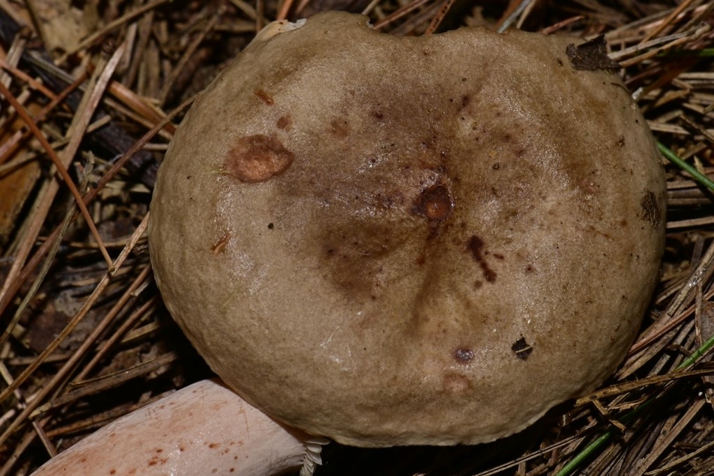 Lactarius imperceptus (Lactarius imperceptus) - Picture Mushroom