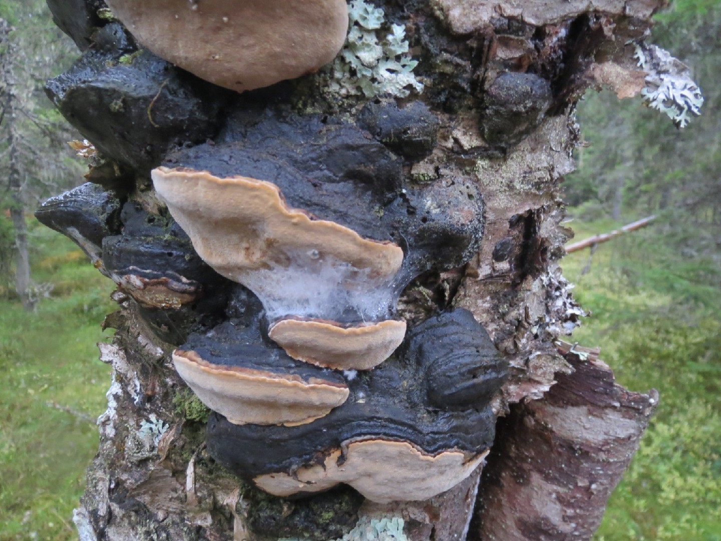 Phellinus lundellii (Phellinus lundellii) - Picture Mushroom