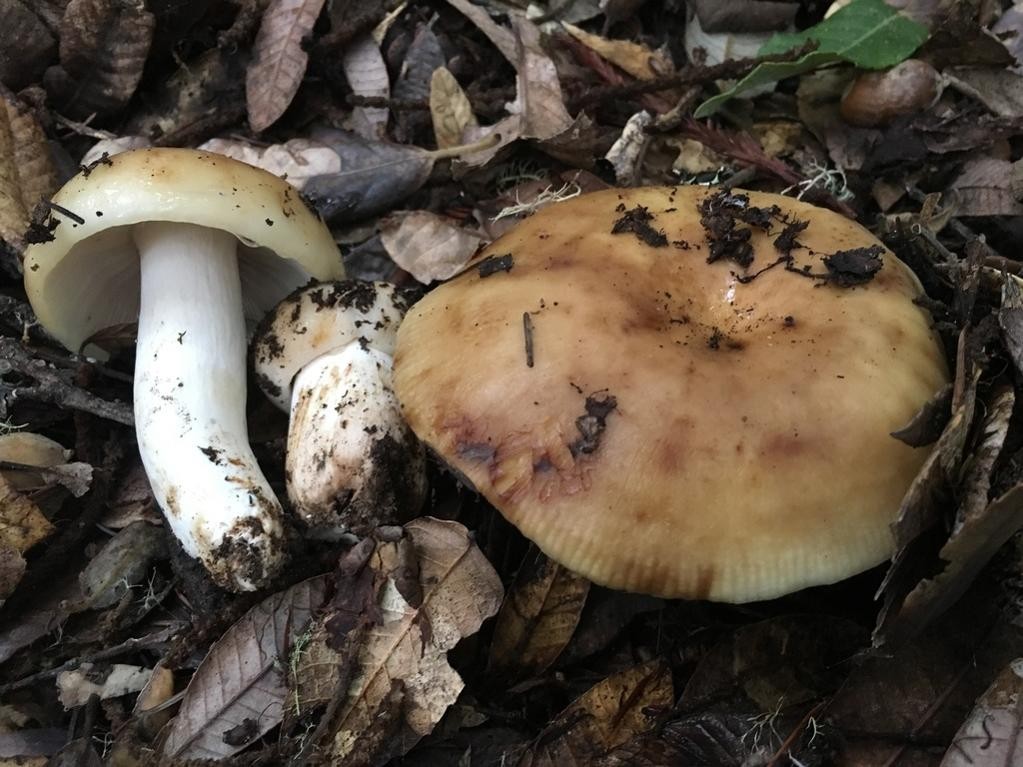 Russula fragrantissima (Russula fragrantissima) - Picture Mushroom