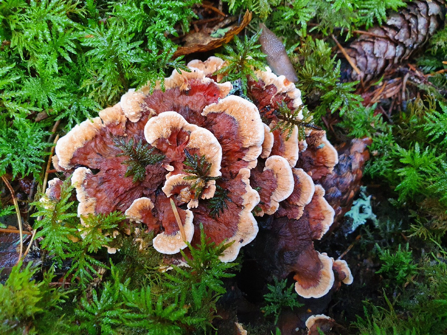 Hydnellum auratile (Hydnellum auratile) - Picture Mushroom