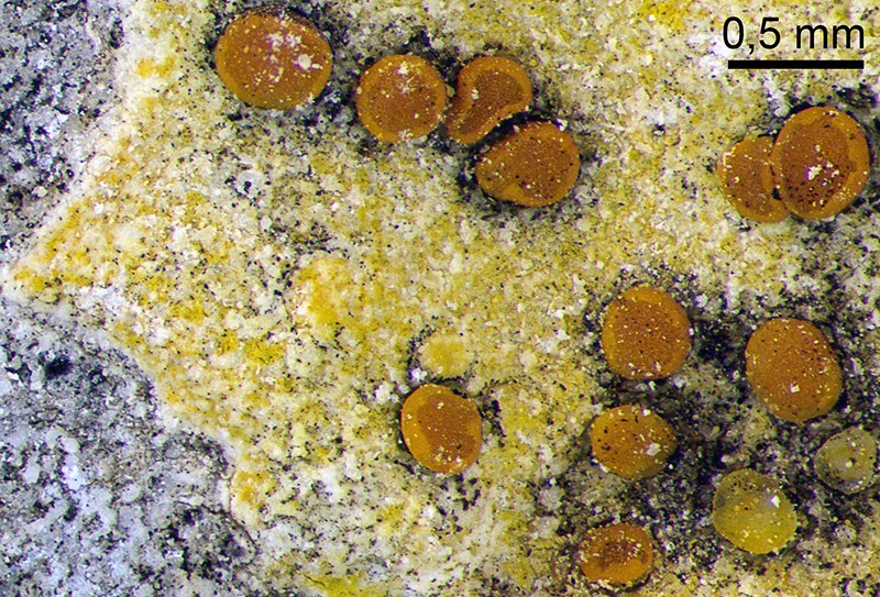 Caloplaca (Caloplaca) - Picture Mushroom