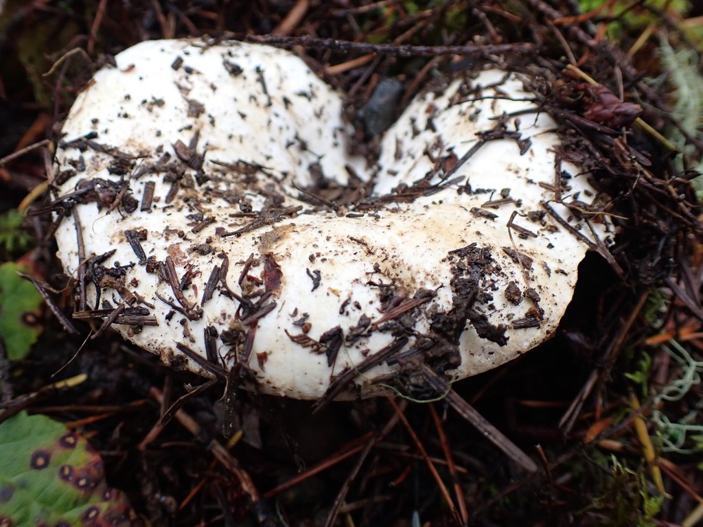 Short-stemmed russula How to identify it? - Picture Mushroom