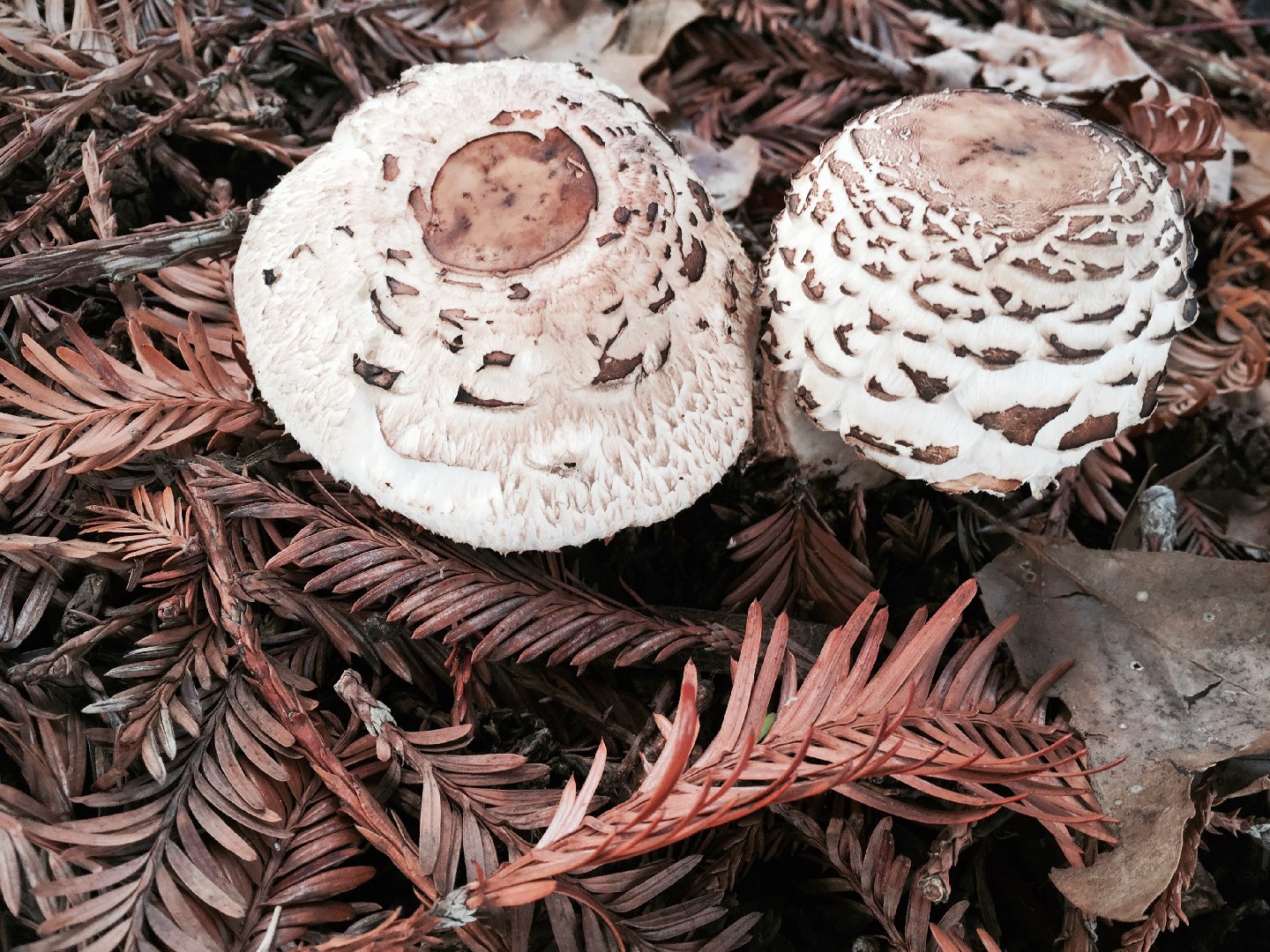 Chlorophyllum rachodes (Chlorophyllum rachodes) - Picture Mushroom
