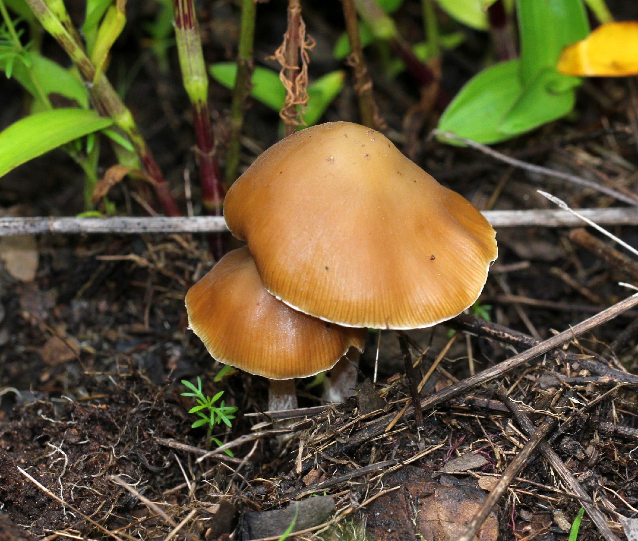 Hongo de desbarrancadero (Psilocybe caerulescens) - Picture Mushroom