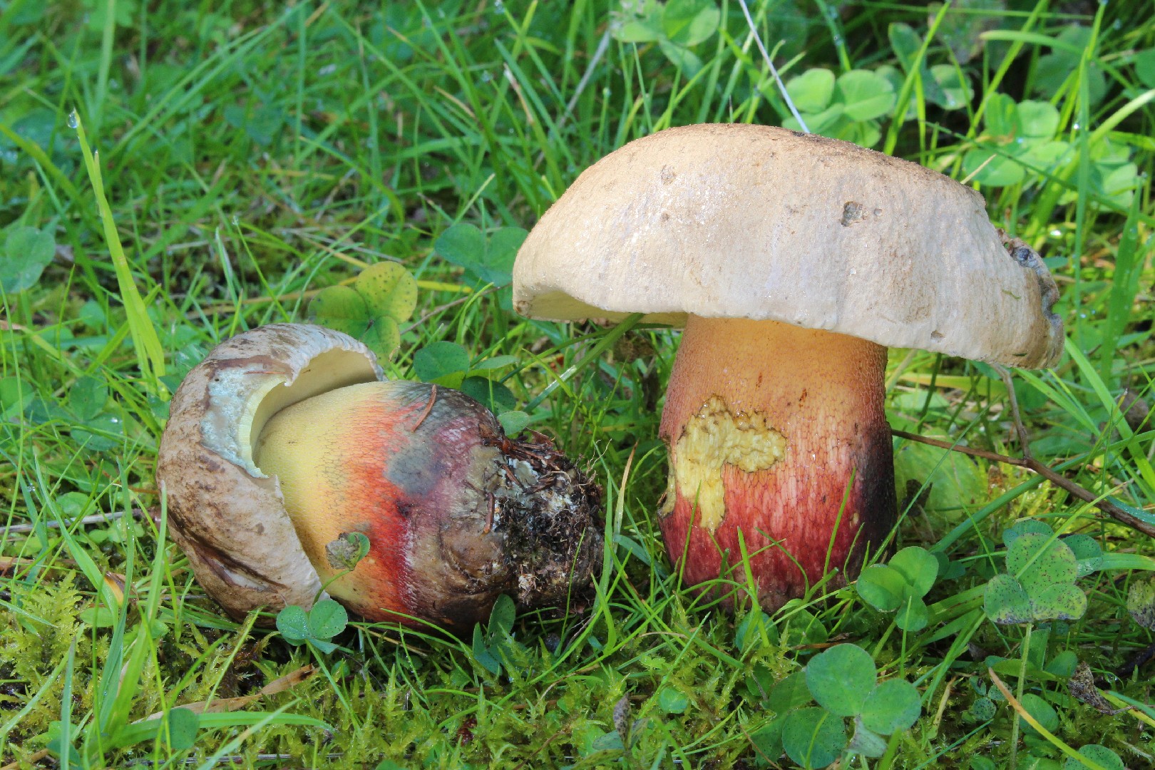 Caloboletus (Caloboletus) - Picture Mushroom