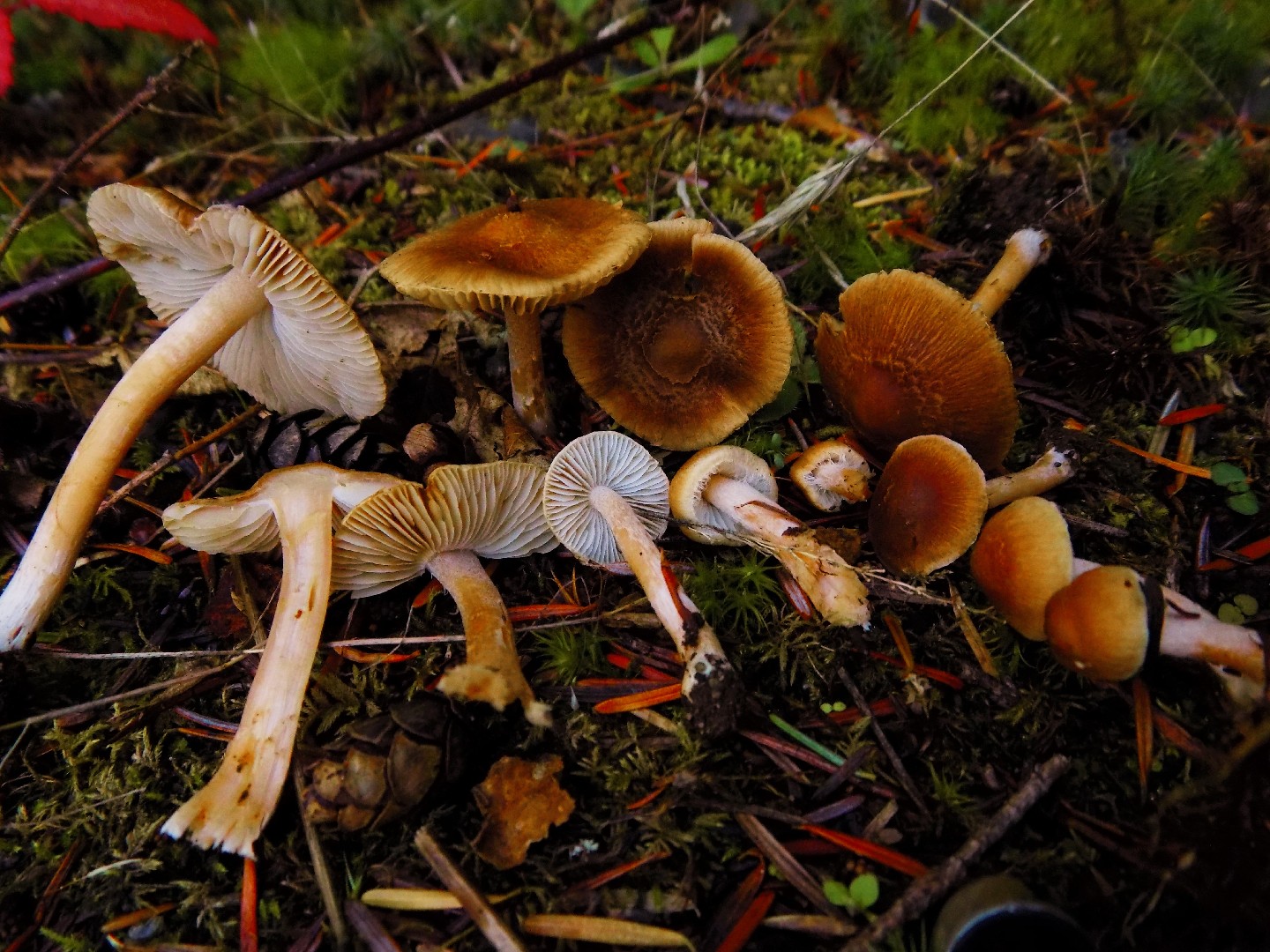Inocybe pusio (Inocybe pusio) - Picture Mushroom