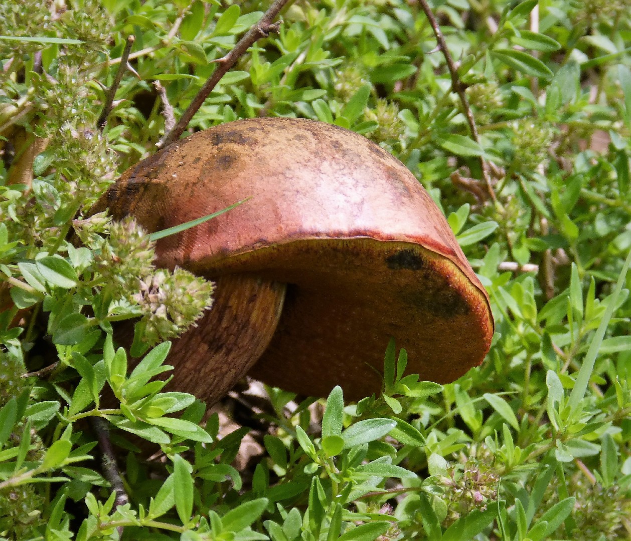 Neoboletus praestigiator (Neoboletus praestigiator) - Picture Mushroom