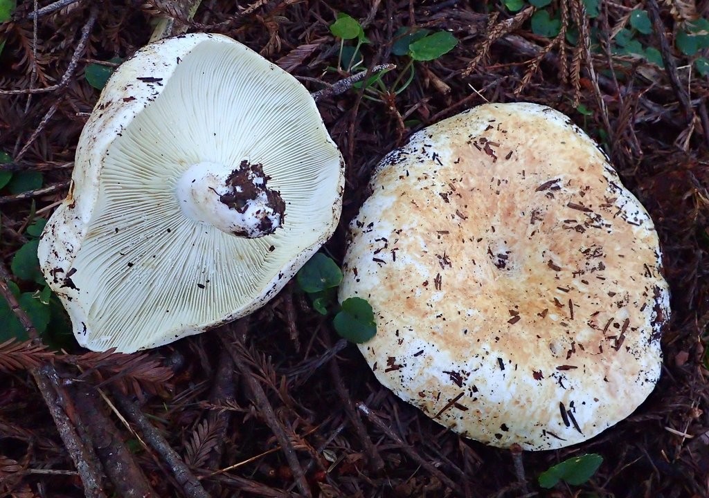 Short-stemmed russula How to identify it? - Picture Mushroom