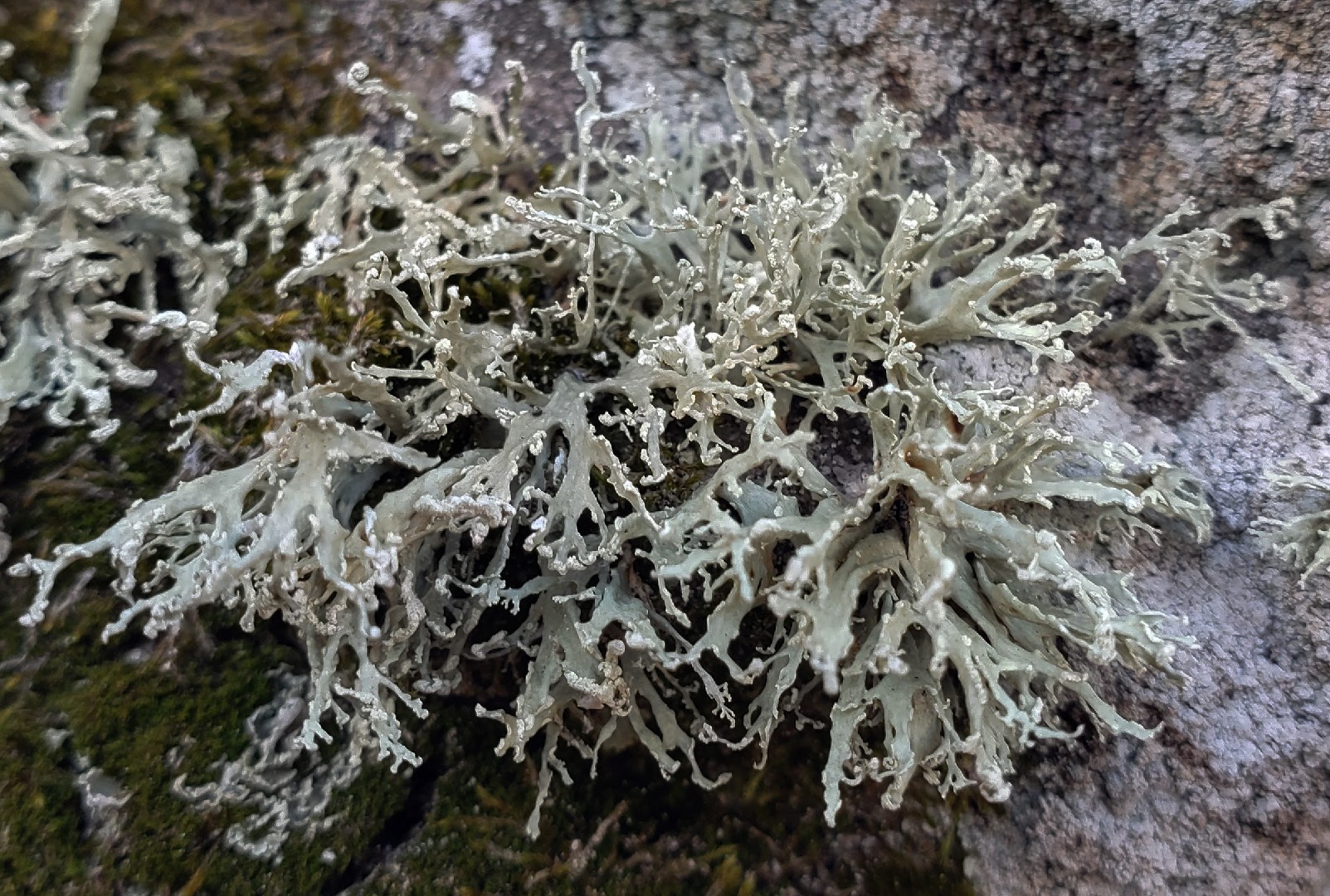 Ramalina pollinaria (Ramalina pollinaria) - Picture Mushroom