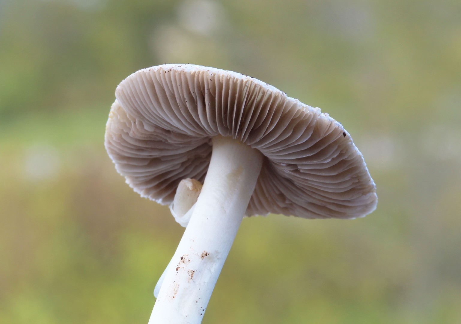 Inocybe (Inocybe) - Picture Mushroom