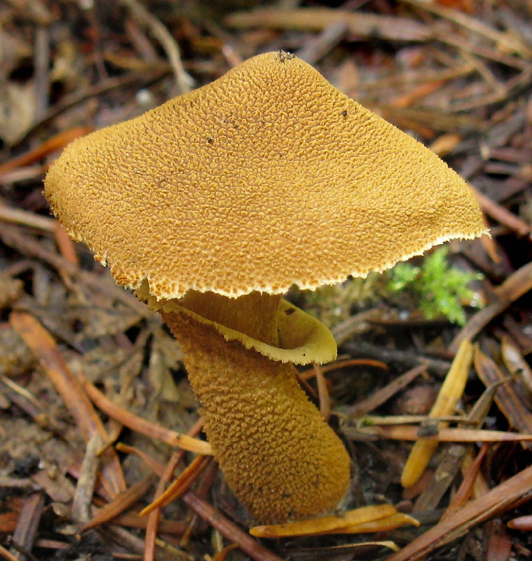 Cistoderma engañoso (Cystoderma fallax) - Picture Mushroom