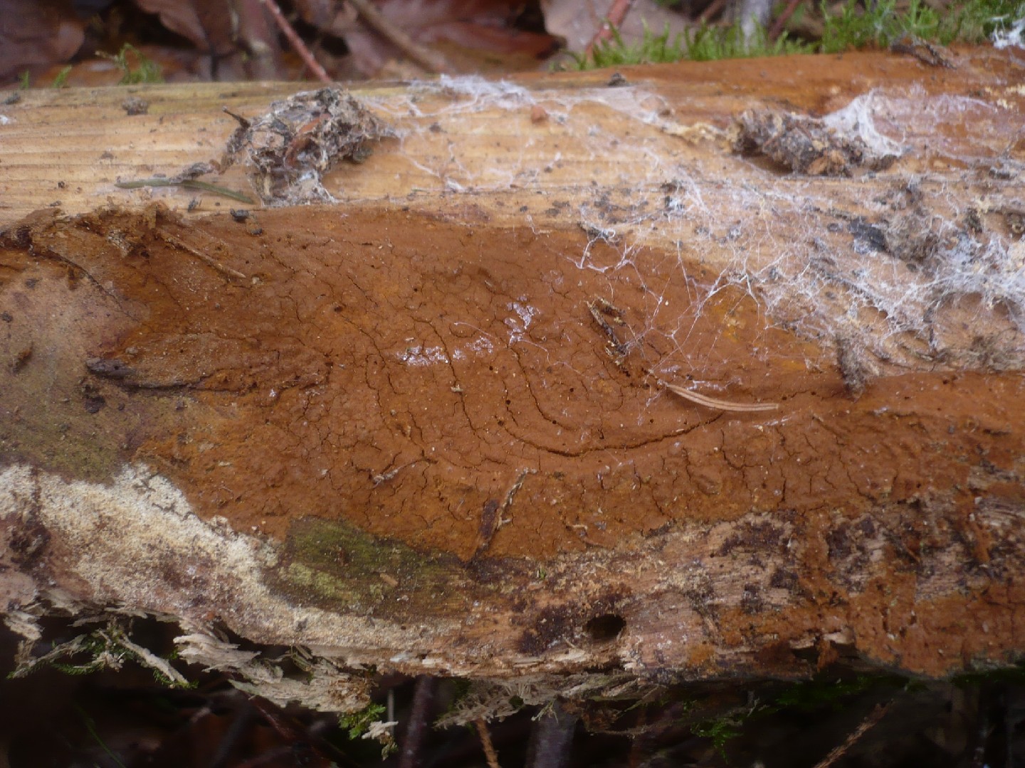 Hymenochaete (Hymenochaete) - Picture Mushroom