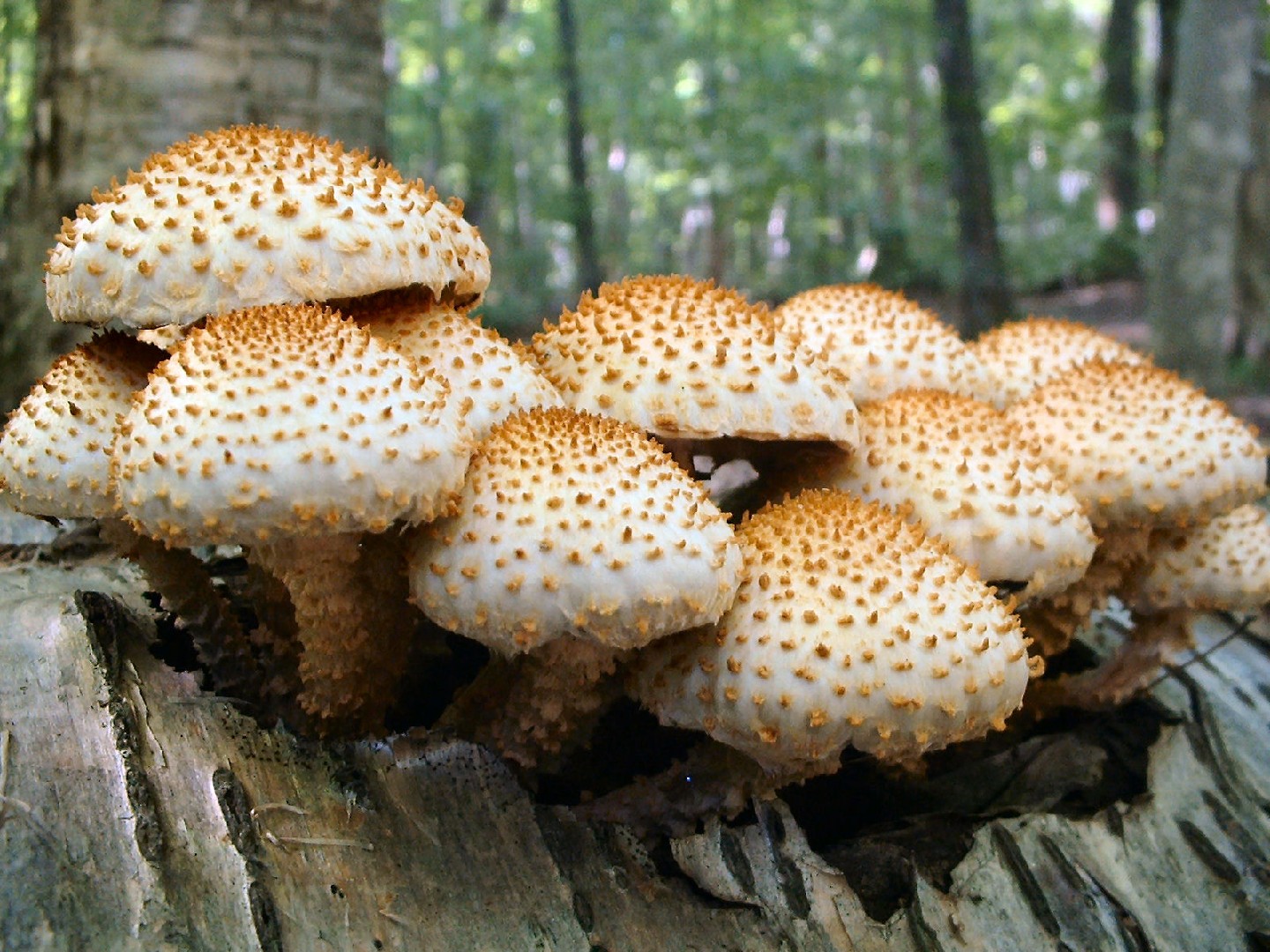 Pholiota (Pholiota) - Picture Mushroom