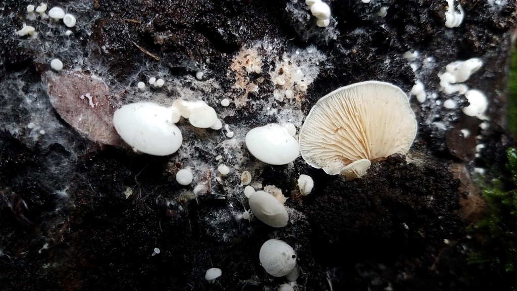 Clitopilus (Clitopilus) - Picture Mushroom