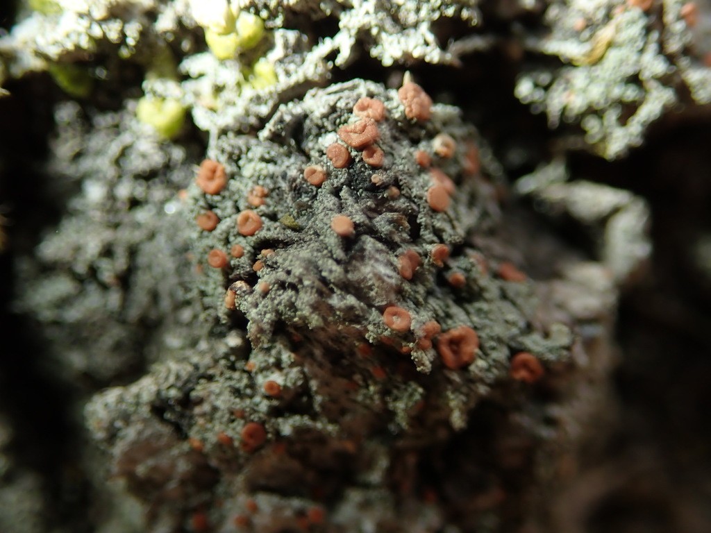 Bacidia rubella (Bacidia rubella) - Picture Mushroom