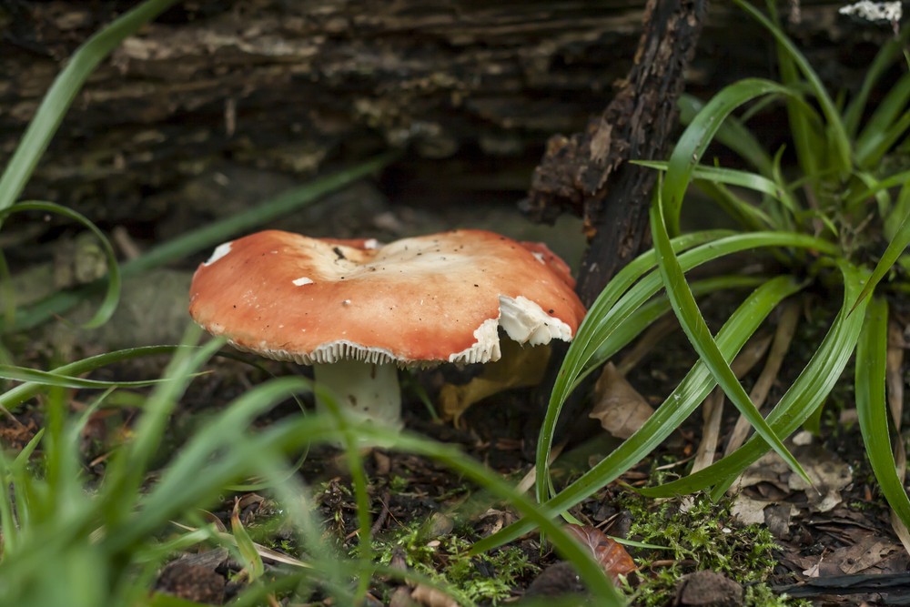 Russula veternosa (Russula veternosa) - Picture Mushroom